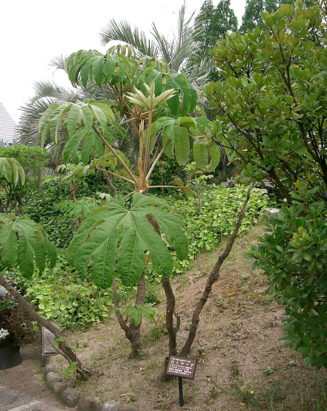 Rice Paper Plant