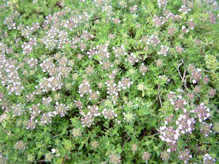 Thymus spp. - Creeping Thyme | PlantMaster