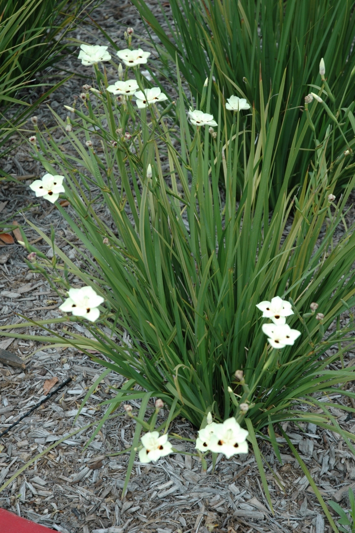 Dietes bicolor store