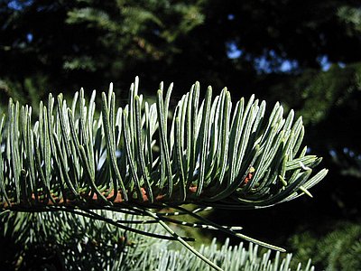 Shasta Red Fir Christmas Tree Photos: 55 Foot Christmas Tree Erected