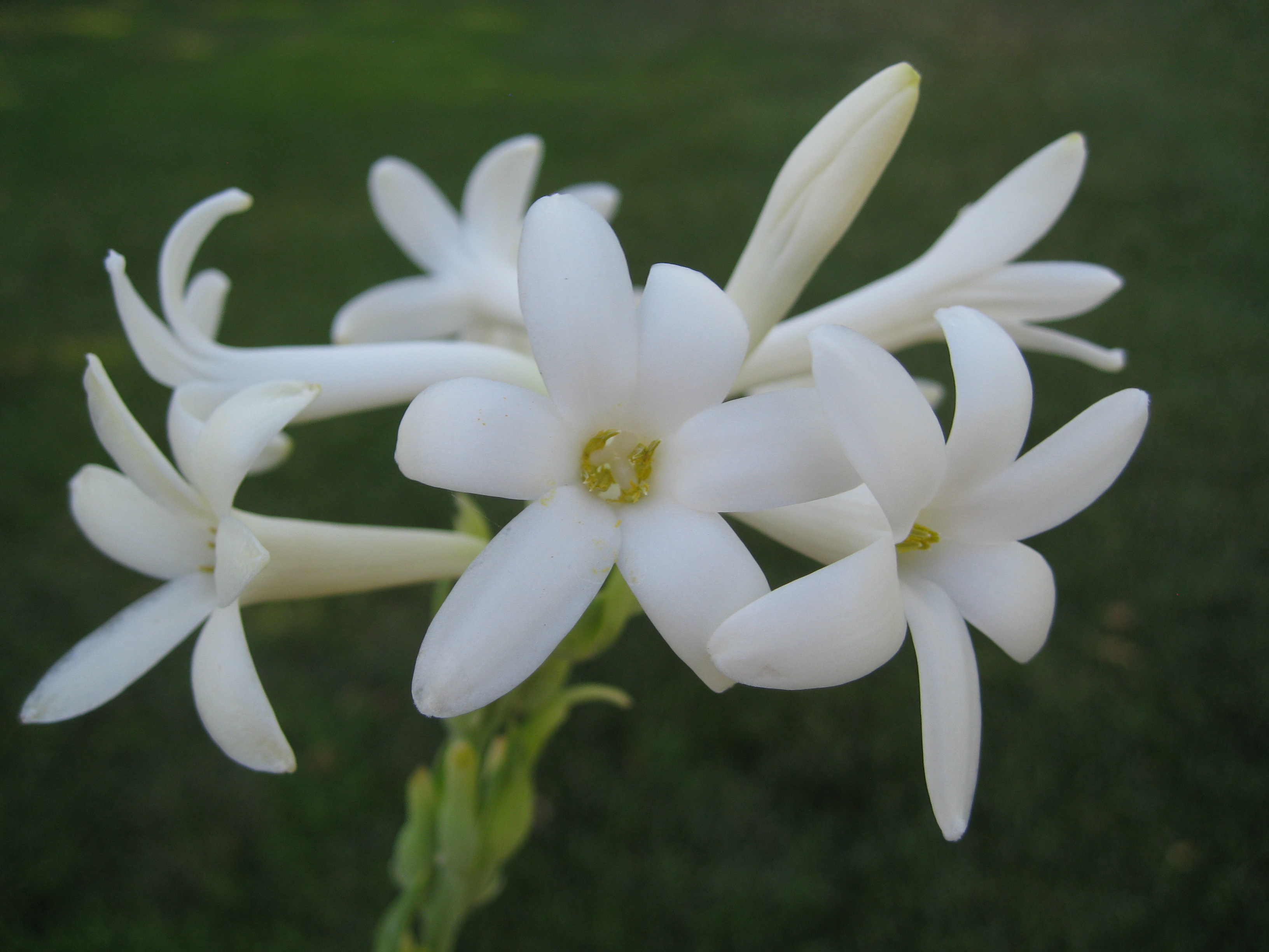 Agave amica - Tuberose | PlantMaster