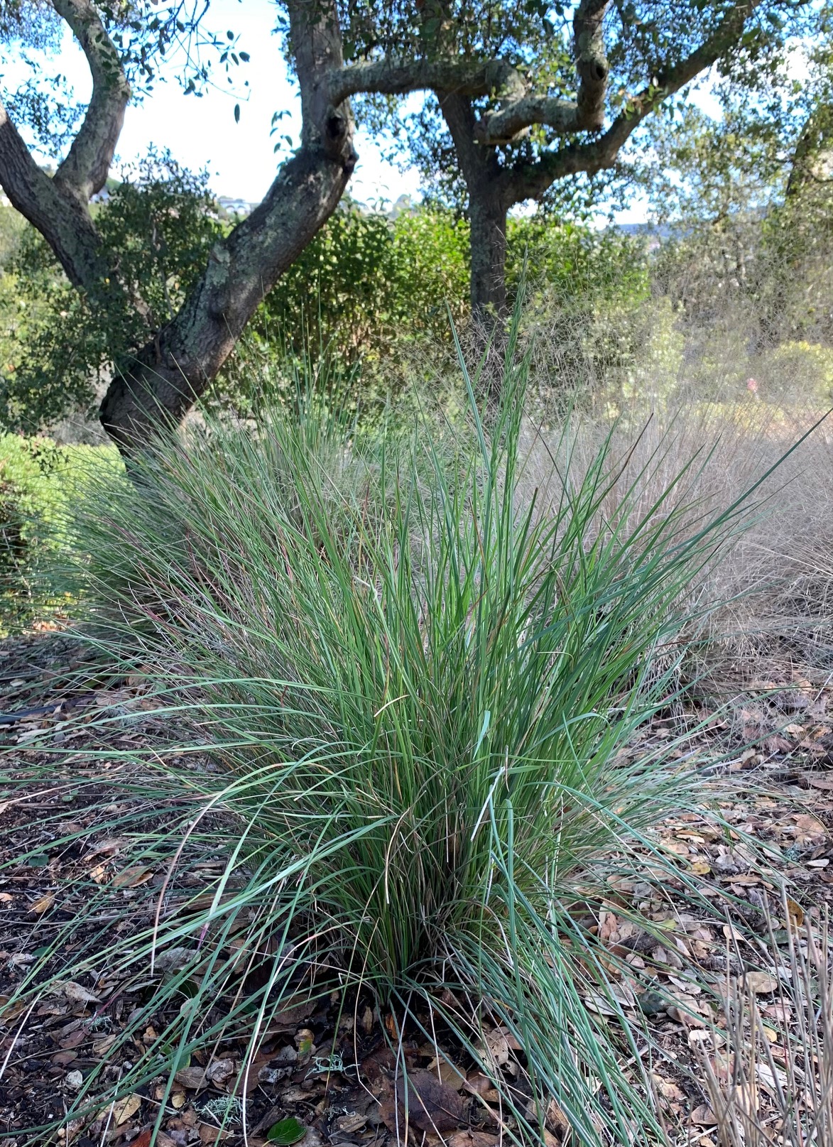 Festuca Californica PlantFiles: The Largest Plant Identification