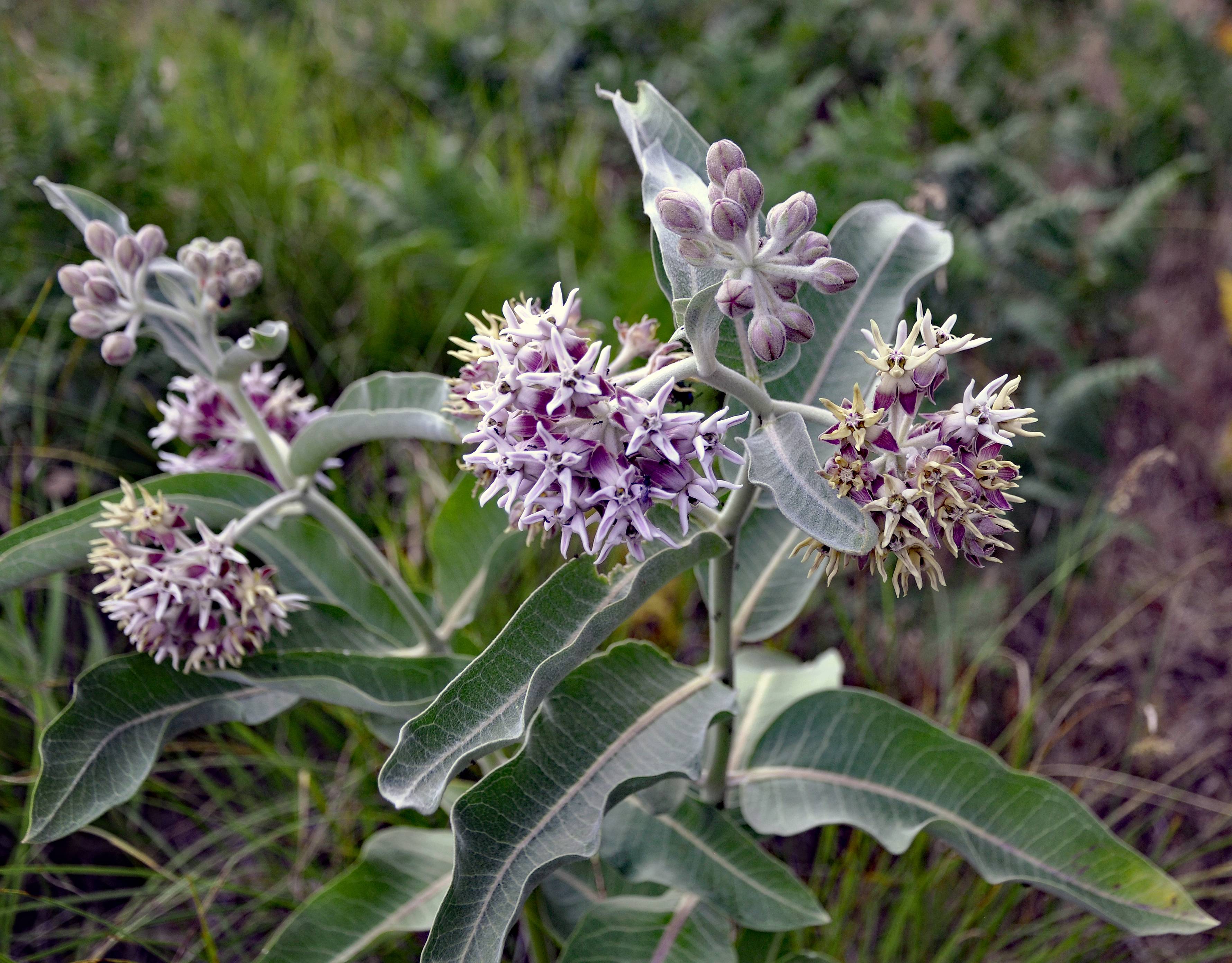 Asclepias Speciosa Monarch