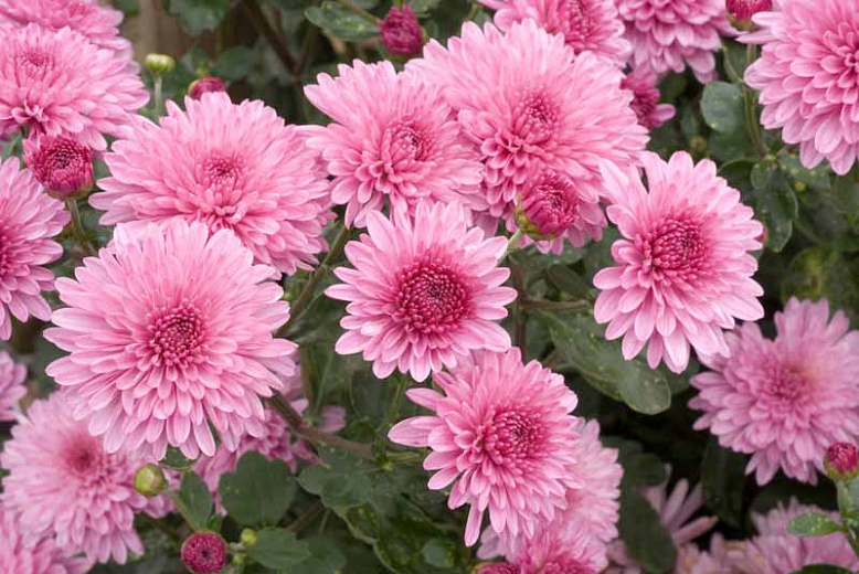 Florist's chrysanthemum store