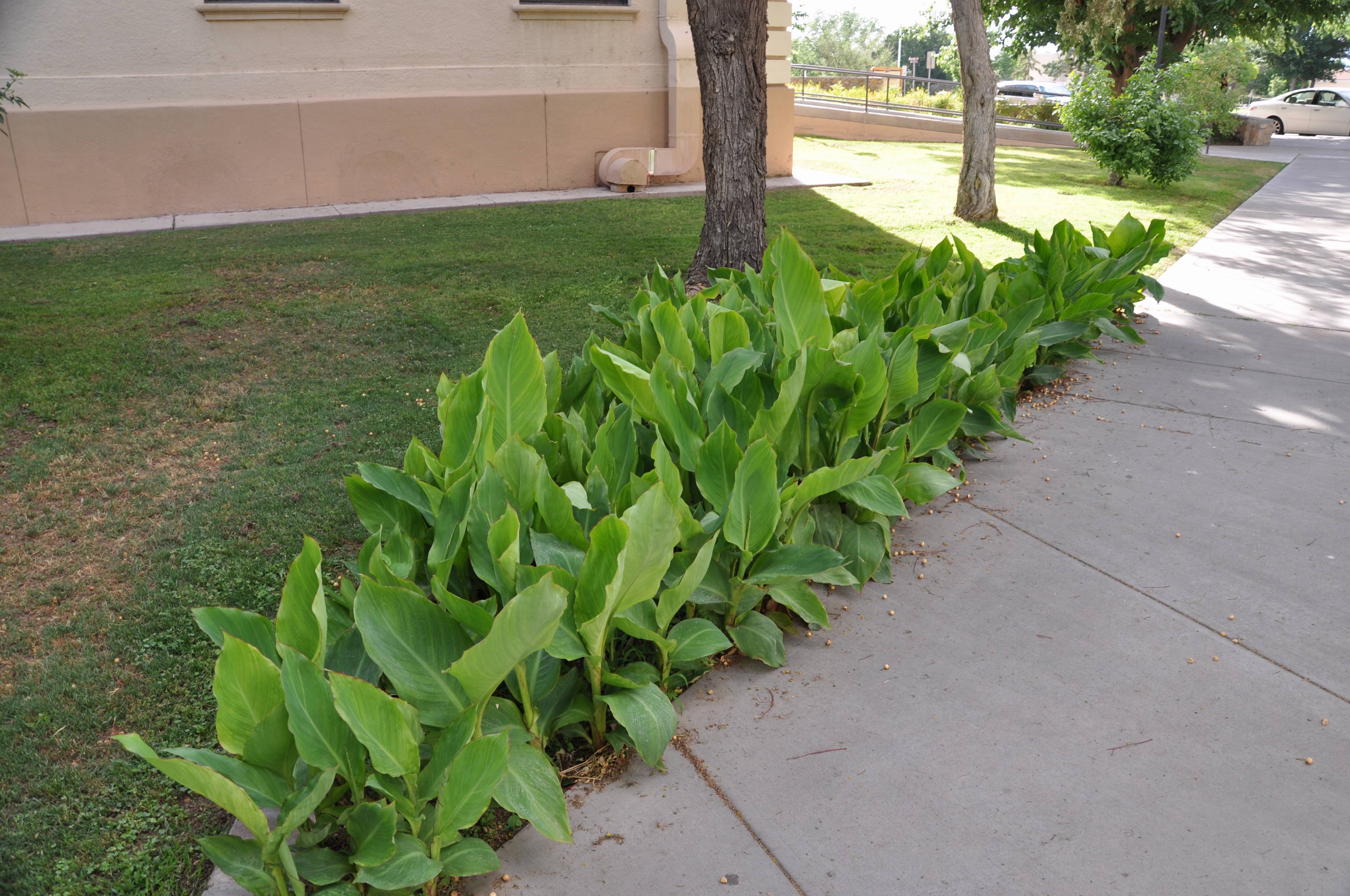 Canna species - Canna Lily | PlantMaster