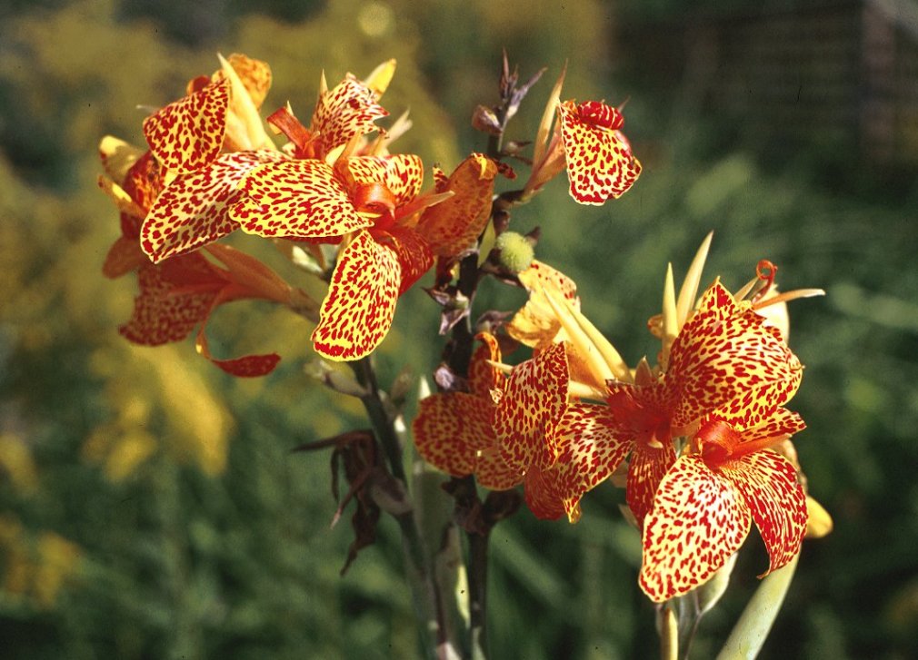Canna species - Canna Lily | PlantMaster