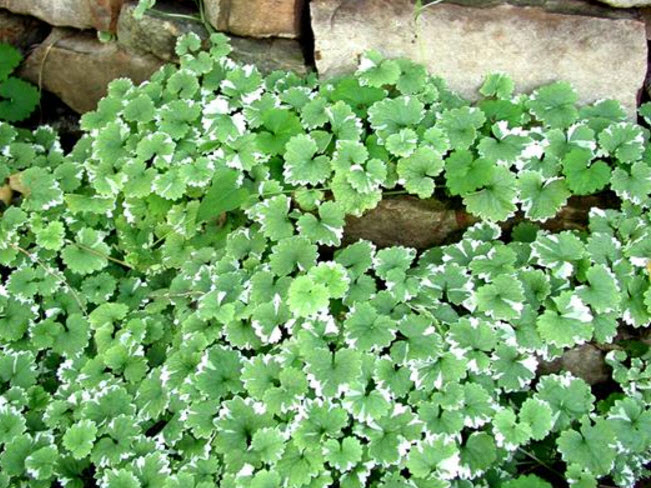 Ground Ivy Plant