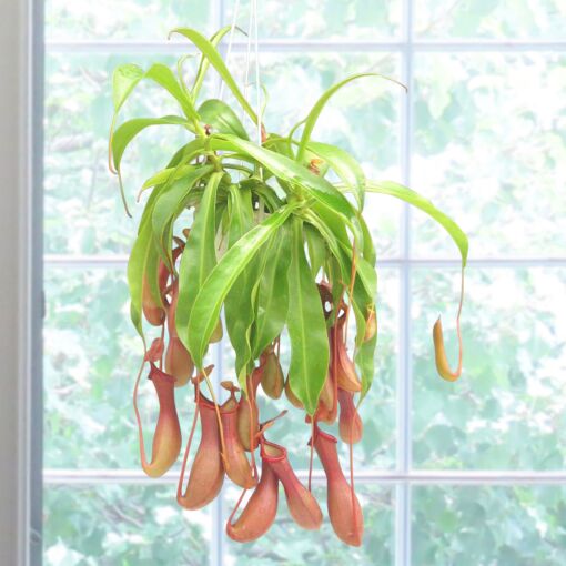 Tropical Pitcher Plant Facts